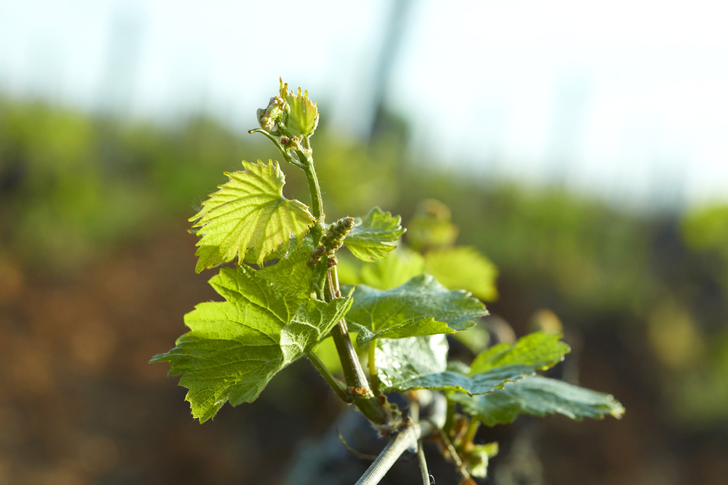 Pictures | Maison Joseph Drouhin